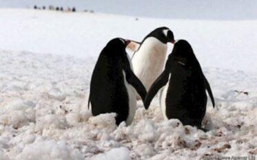 12 Adorable Pictures Of Animals That Are In Love