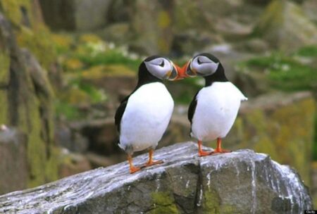 12 Adorable Pictures Of Animals That Are In Love