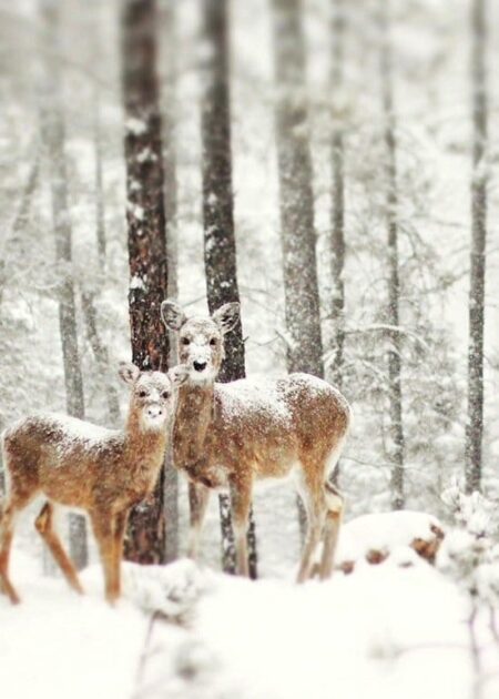 14 Images Of Snowy Animals In Winter That Will Delight You