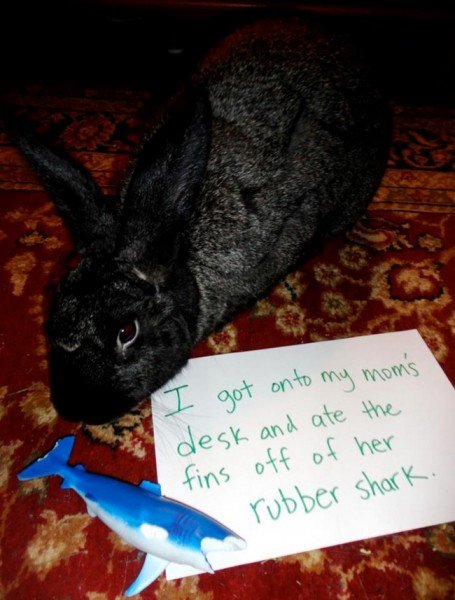 20 Bunny-Shaming Photos Of Some Very Guilty Rabbits