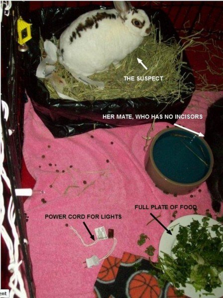 20 Bunny-Shaming Photos Of Some Very Guilty Rabbits