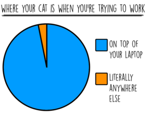 14 Hilarious Charts All Cat Owners Will Understand