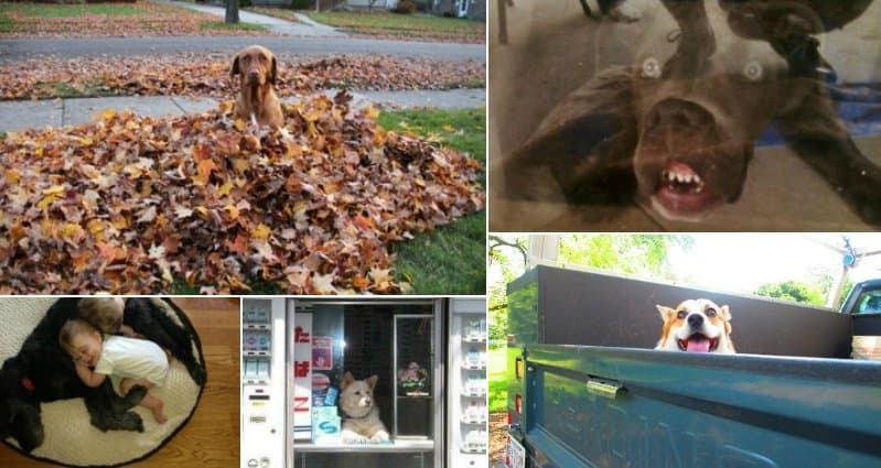 13 Reasons Why Dogs Are The Best Friends You Could Hope For