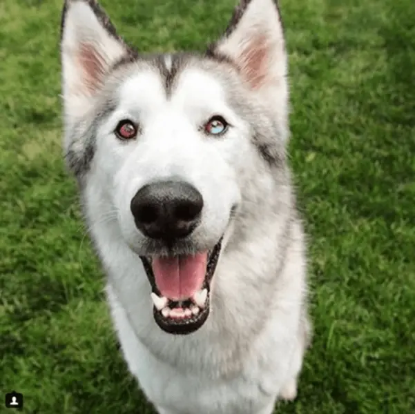 14 Dogs That Are Way More Handsome Than You Are