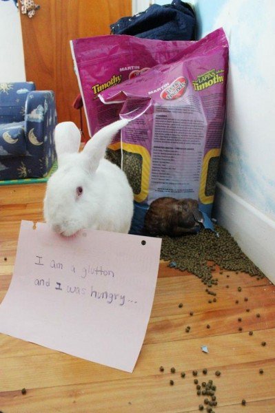 20 Bunny-Shaming Photos Of Some Very Guilty Rabbits