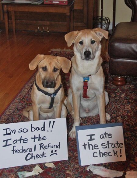 Pairs Of Adorable Animals That Are Partners In Crime - Part 1