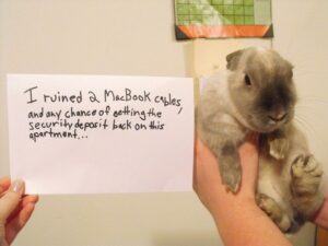 20 Bunny-Shaming Photos Of Some Very Guilty Rabbits