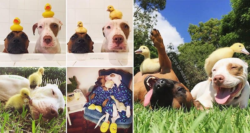9 Adorable Photos Of Two Dogs With Their Duckling Friends