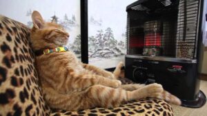 12 Adorable Images Of Cats Enjoying Warmth