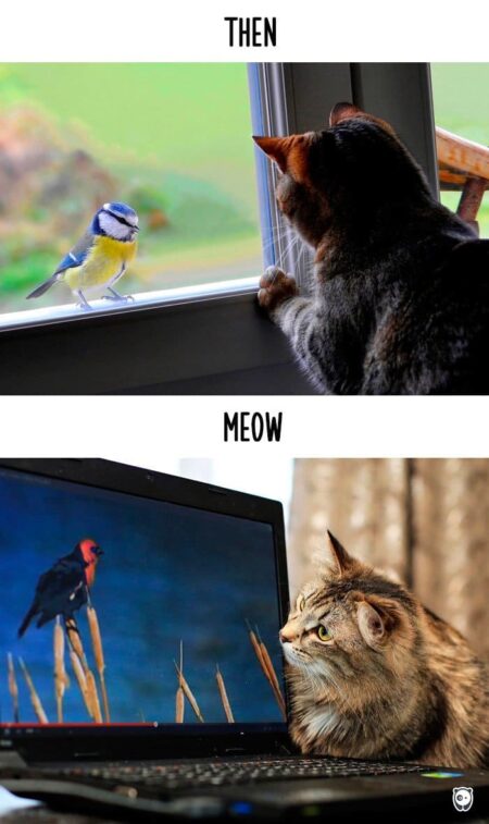 13 Examples Of How Technology Has Changed Cats' Lives