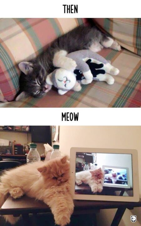 13 Examples Of How Technology Has Changed Cats' Lives