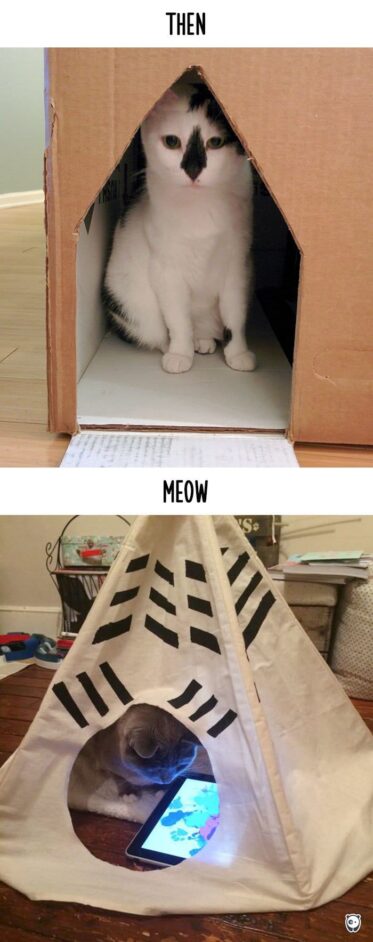 13 Examples Of How Technology Has Changed Cats' Lives