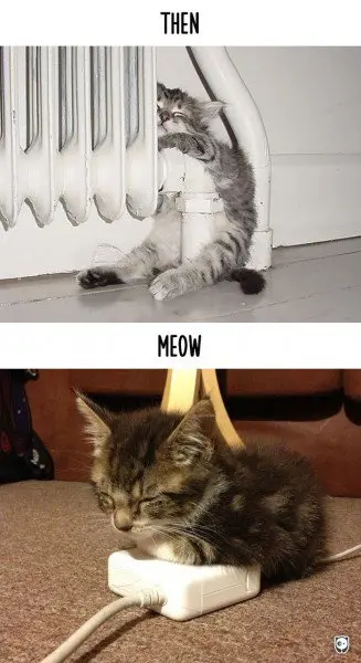 13 Examples Of How Technology Has Changed Cats' Lives