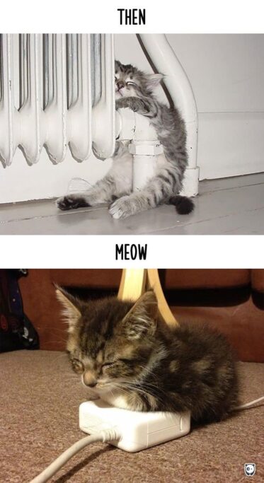 13 Examples Of How Technology Has Changed Cats' Lives