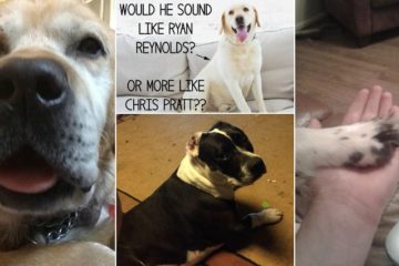 Photos of Hilariously Painful Things That Will Make You Say “Ouch!”