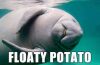 40 Funny Animal Names That Sound So Much Better