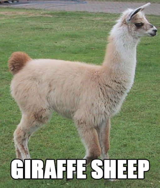 40 Funny Animal Names That Sound So Much Better