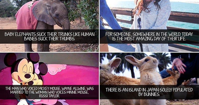 12 Happy Facts That Will Put You In A Good Mood