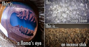 11 Weird Close-Up Photos That Will Blow Your Mind - Part 2