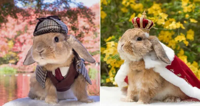 12 Adorable Photos Of The Most Stylish Bunny Ever