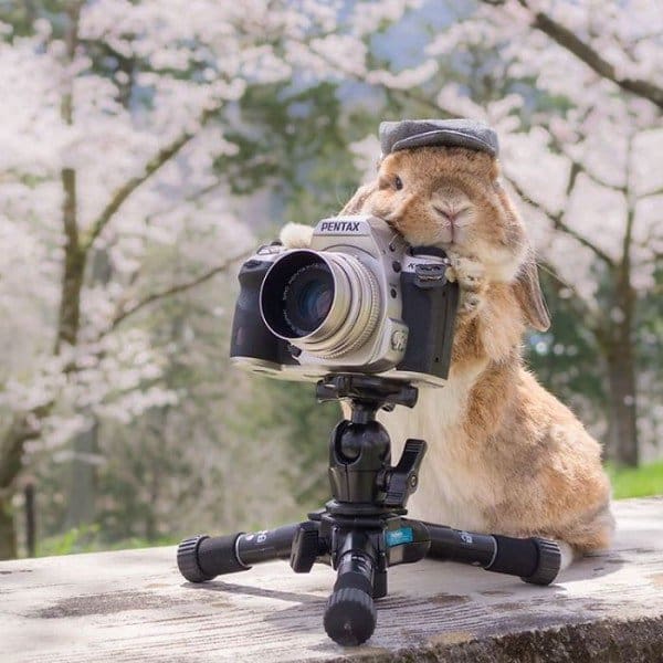 12 Adorable Photos Of The Most Stylish Bunny Ever