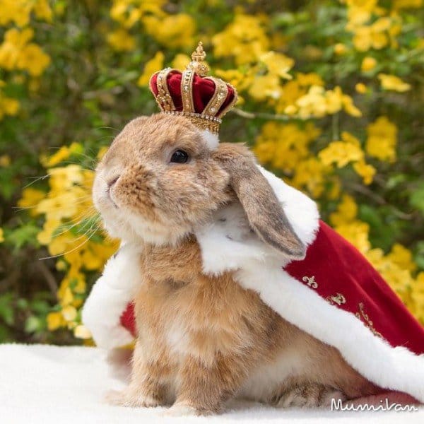 12 Adorable Photos Of The Most Stylish Bunny Ever