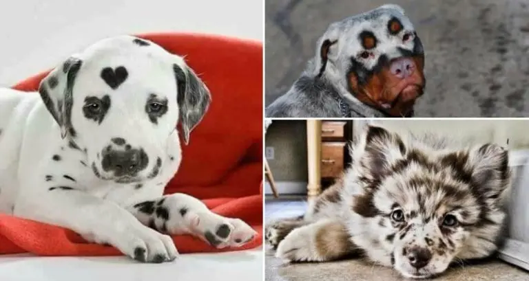 25 Beautiful Dogs With Some Of The Most Stunning Markings Ever