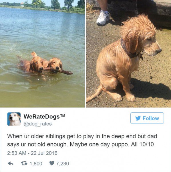 13 Adorable Dogs Rated In A Hilarious Manner - Part 2