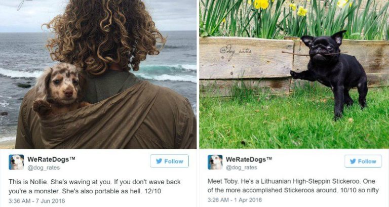 13 Adorable Dogs Rated In A Hilarious Manner - Part 1