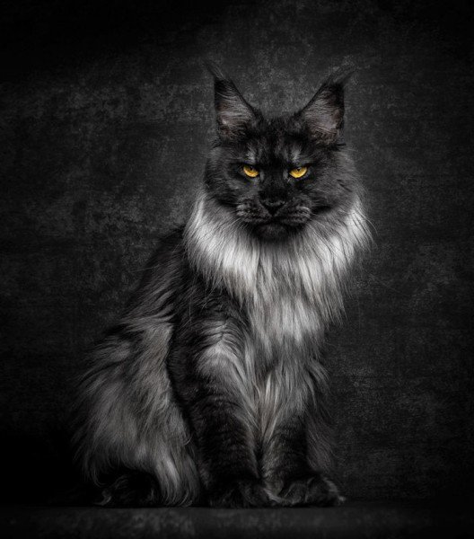 14 Incredible Portraits Of Maine Coon Cats You Need To See