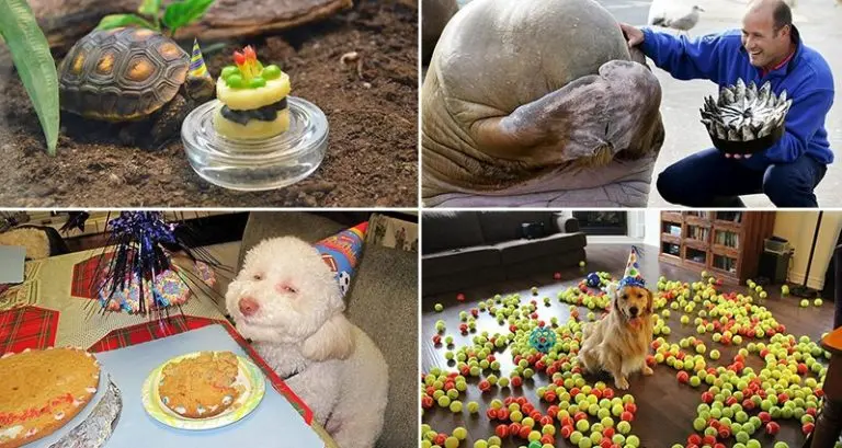 14 Adorable Animals Celebrating Their Birthdays In Style