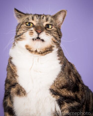 13 Adorable Fat Cats You'll Fall In Love With