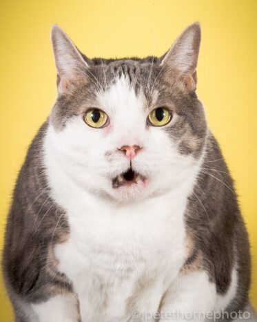 13 Adorable Fat Cats You'll Fall In Love With