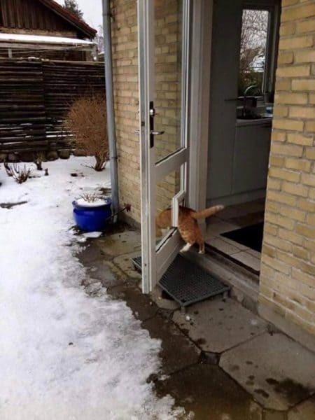 39 Hilarious Examples Of Cat Logic That Will Make You Shake Your Head
