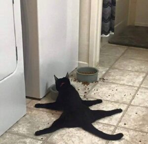 39 Hilarious Examples Of Cat Logic That Will Make You Shake Your Head