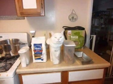 39 Hilarious Examples Of Cat Logic That Will Make You Shake Your Head