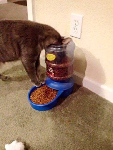 39 Hilarious Examples Of Cat Logic That Will Make You Shake Your Head