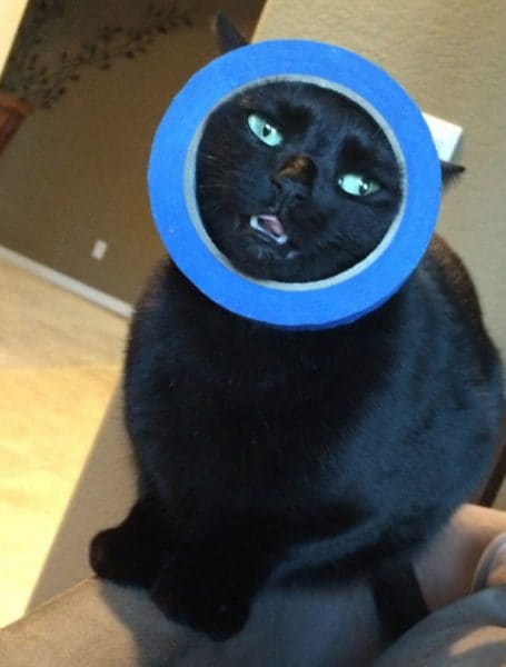 39 Hilarious Examples Of Cat Logic That Will Make You Shake Your Head