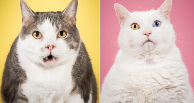 13 Adorable Fat Cats You'll Fall In Love With