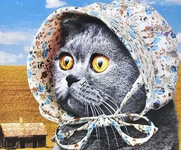 Cat Bonnet
