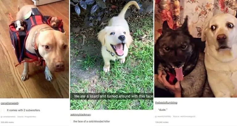 28 Hilarious And Heartwarming Dog Themed Tumblr Posts You Need To See