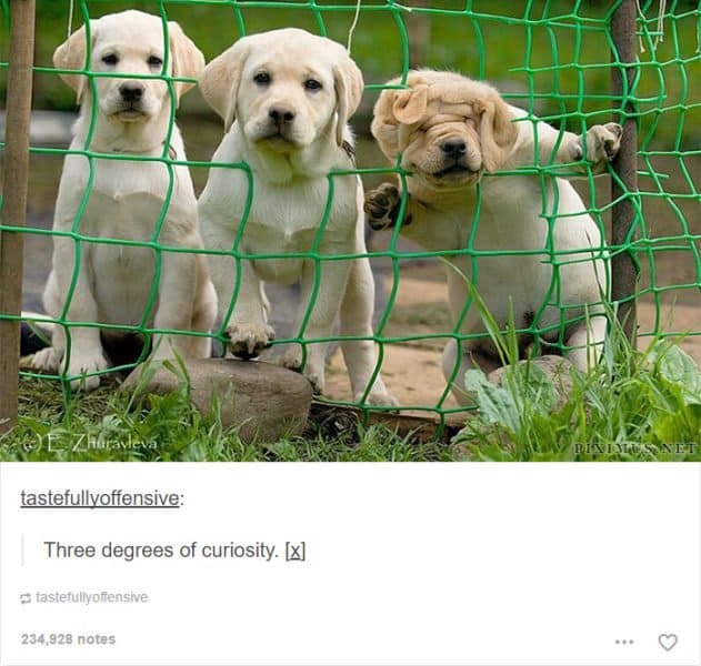 28 Hilarious And Heartwarming Dog Themed Tumblr Posts You Need To See