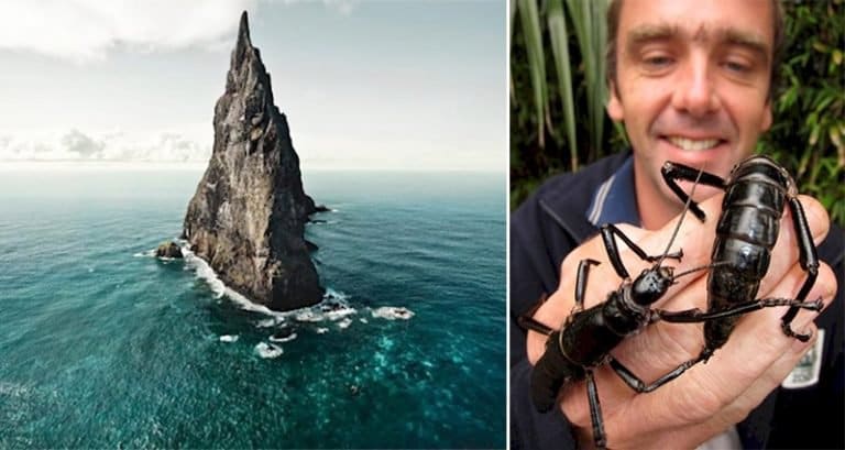 You Need To See These Giant Tree Lobster Insects Scientists Found On A ...