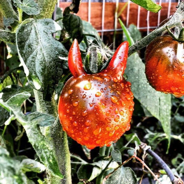 These Oddly Shaped Fruits And Vegetables Will Make You Do A Double Take