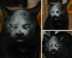 Unsettling Images That Prove Cats Are Secretly Evil