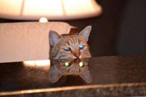 Unsettling Images That Prove Cats Are Secretly Evil