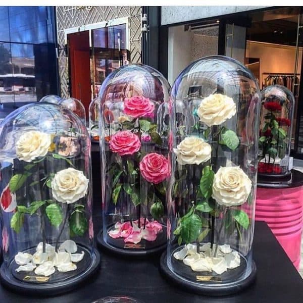 Beautiful 'Beauty And The Beast' Style 'Forever' Roses