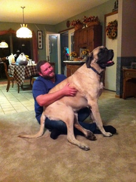 Heart Warming Reasons Why Everyone Should Have A Large Dog In Their Life