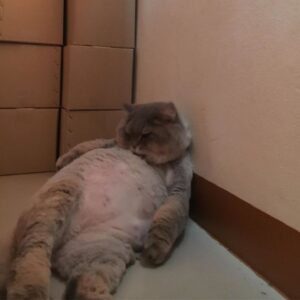 Introducing 'Bone Bone' An Enormous Fluffy Cat From Thailand That ...