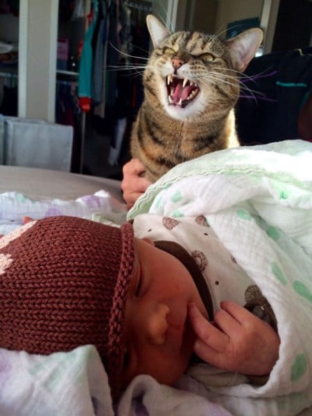 Hilarious Images Of Over Dramatic Cats You Won't Be Able To Hold Back ...